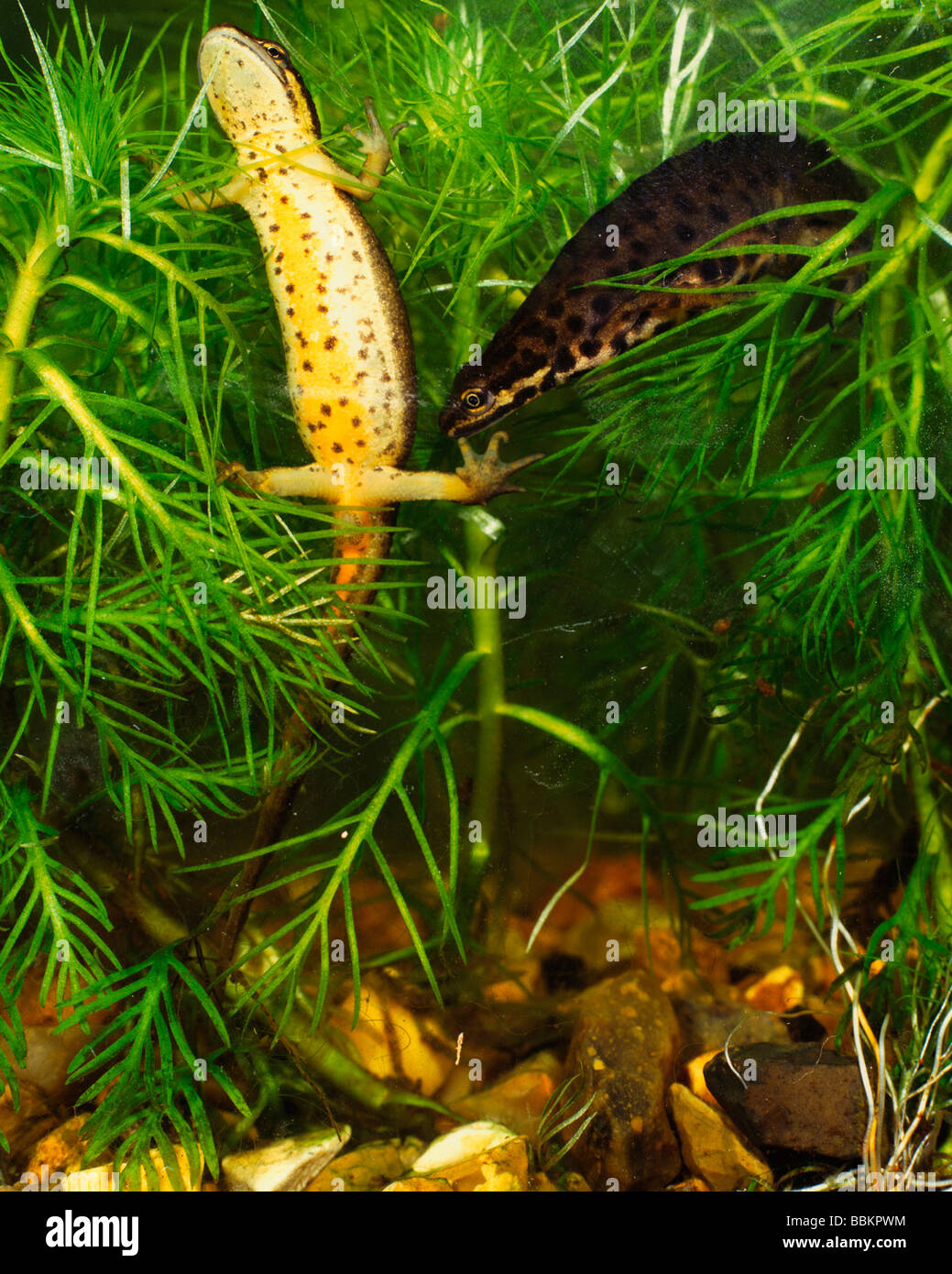 SMOOTH NEWT Triturus vulgaris PAIR IN COURTSHIP Stock Photo - Alamy