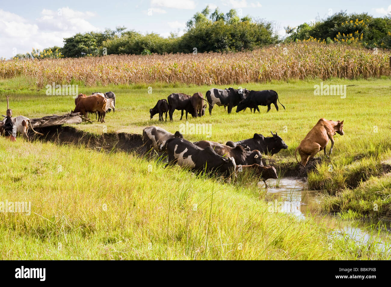 Cattle crossing a river near the village of Nyombe, Malawi, Africa ...