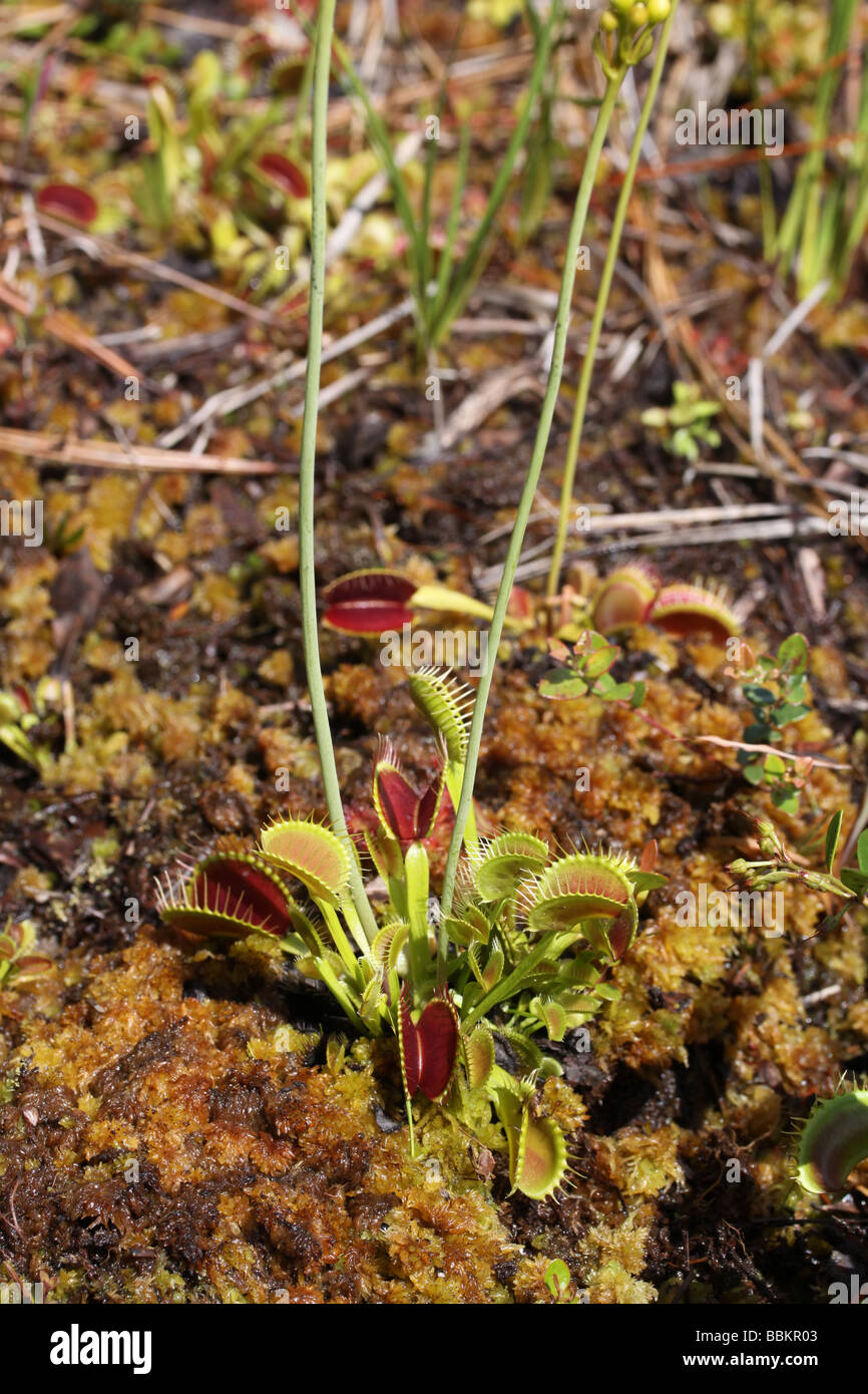 Venus Flytrap Dionaea muscipula with open and closed traps Southeastern ...