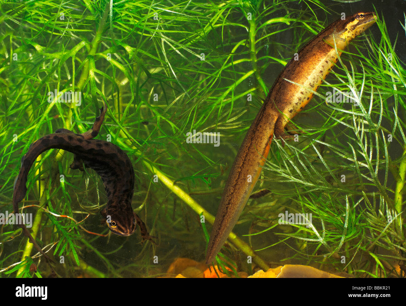 SMOOTH NEWT Triturus vulgaris PAIR IN COURTSHIP Stock Photo - Alamy