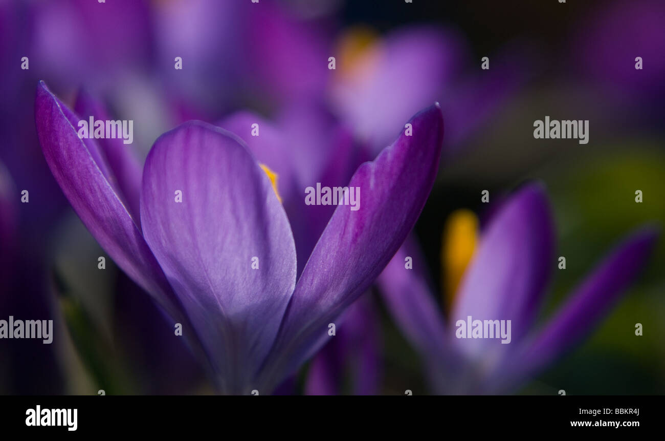 Purple crocus sign of spring hi-res stock photography and images - Alamy