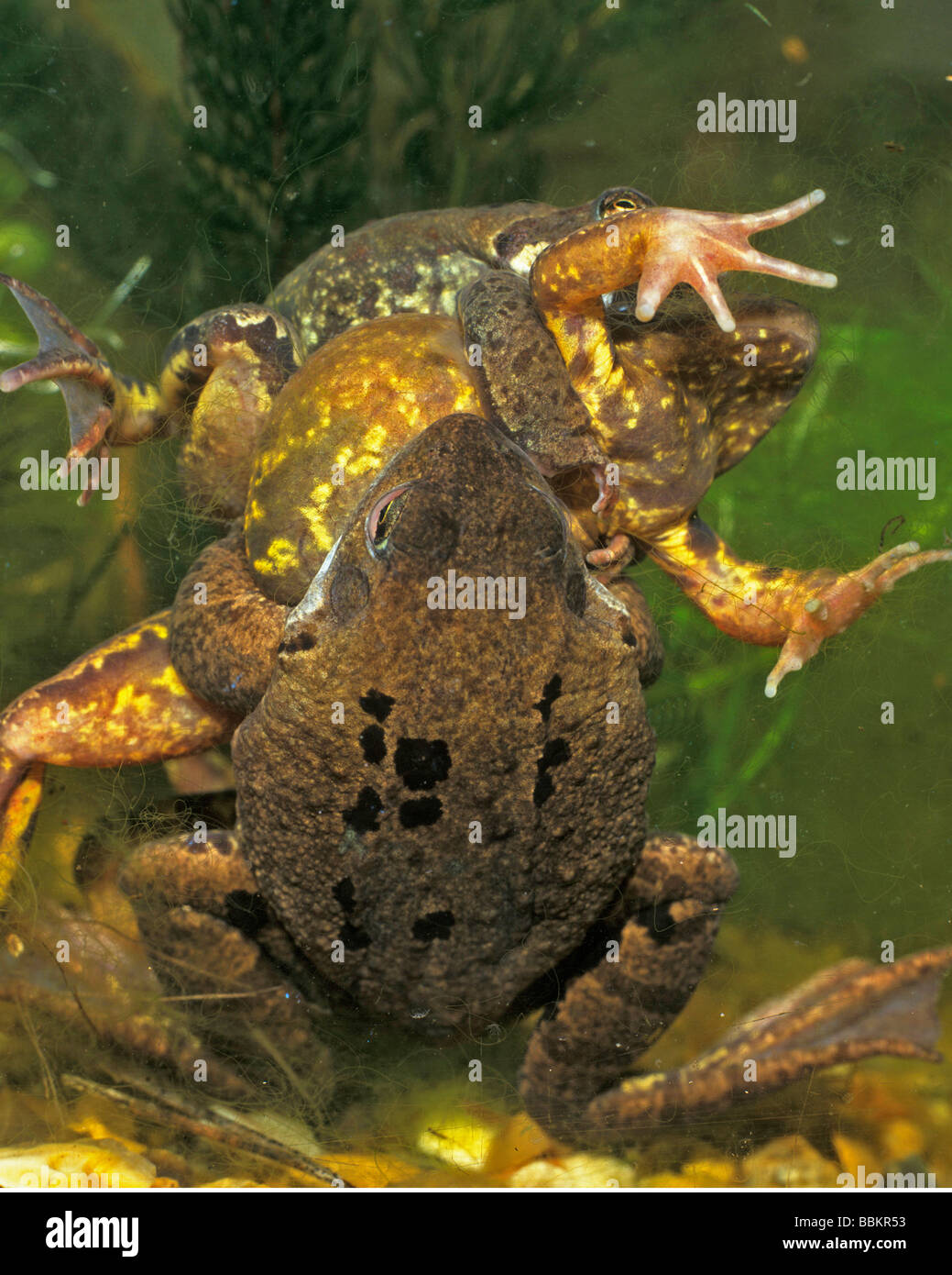 Rana temporia hi-res stock photography and images - Alamy