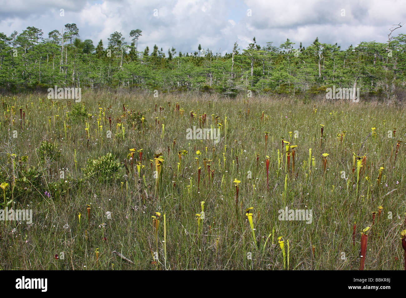 Carnivorous Plant Yellow or Trumpet Pitcher Plant Seepage Bog ...