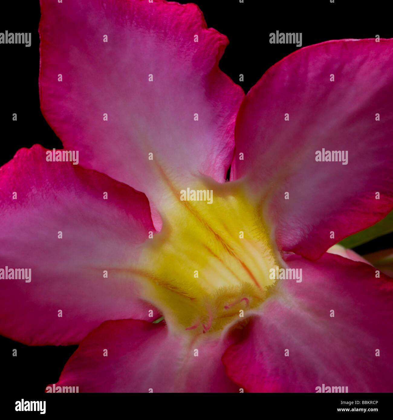 Impala lily hi-res stock photography and images - Alamy