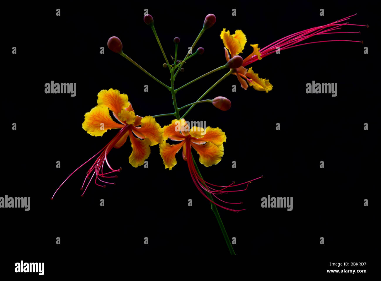 Peacock bird flowers hi-res stock photography and images - Alamy