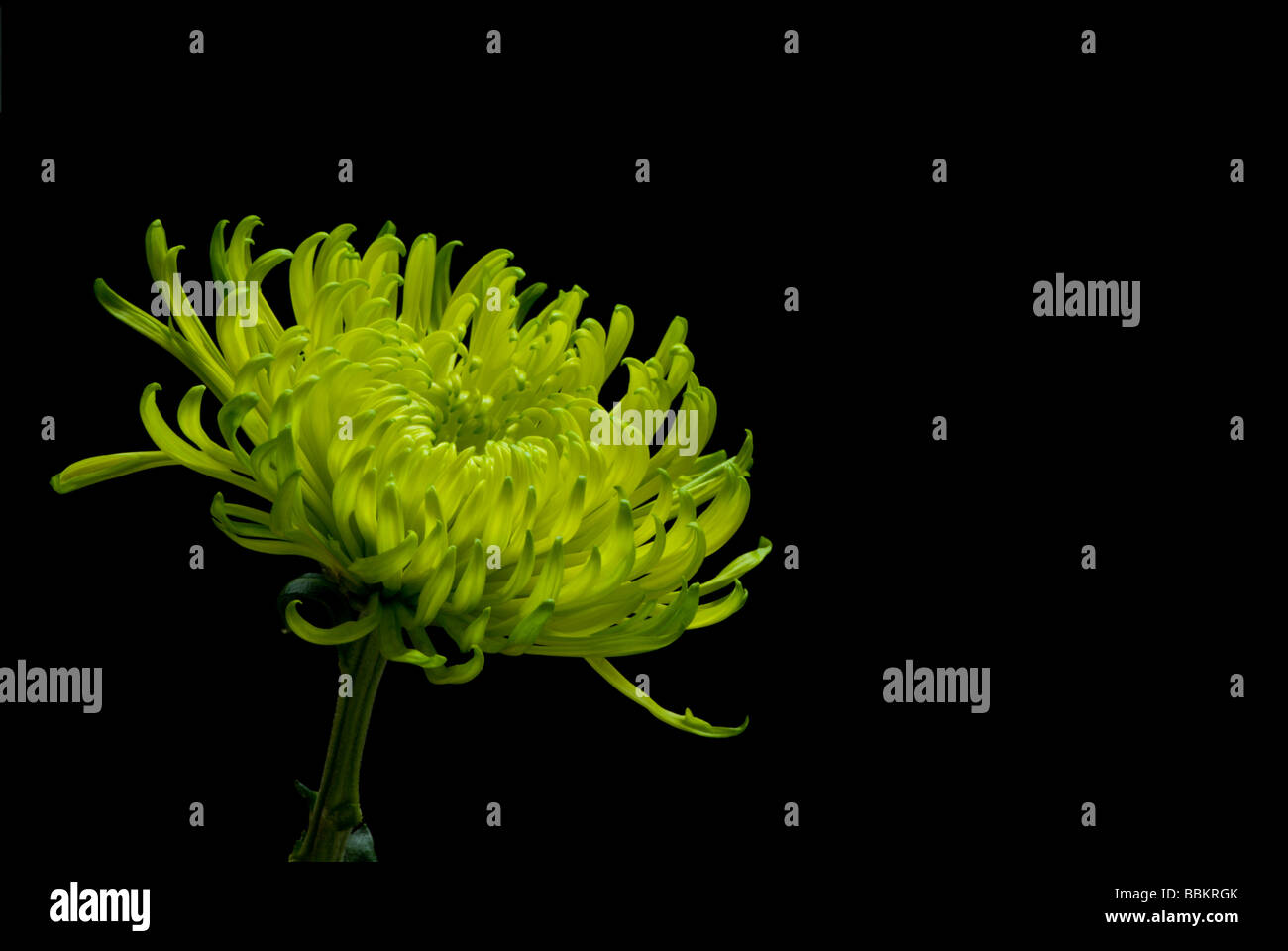 Incurve chrysanthemum hi-res stock photography and images - Alamy