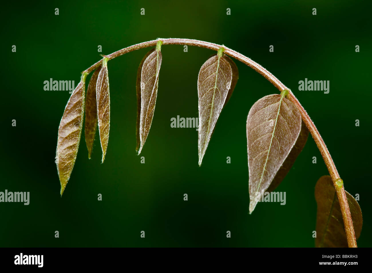 Spring young leaves on vines come alive in Central Park Stock Photo - Alamy