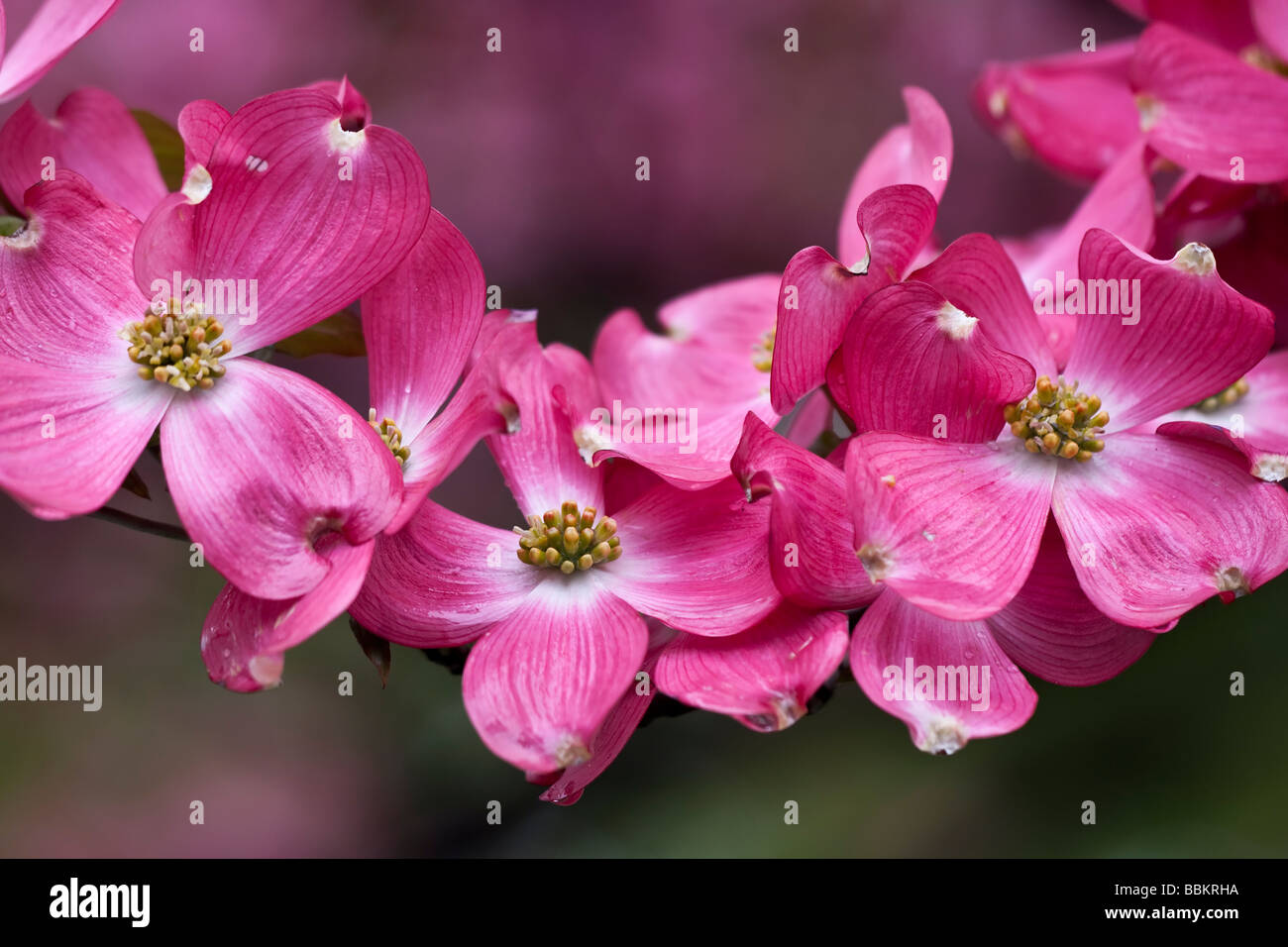 Central park spring colors hi-res stock photography and images - Alamy