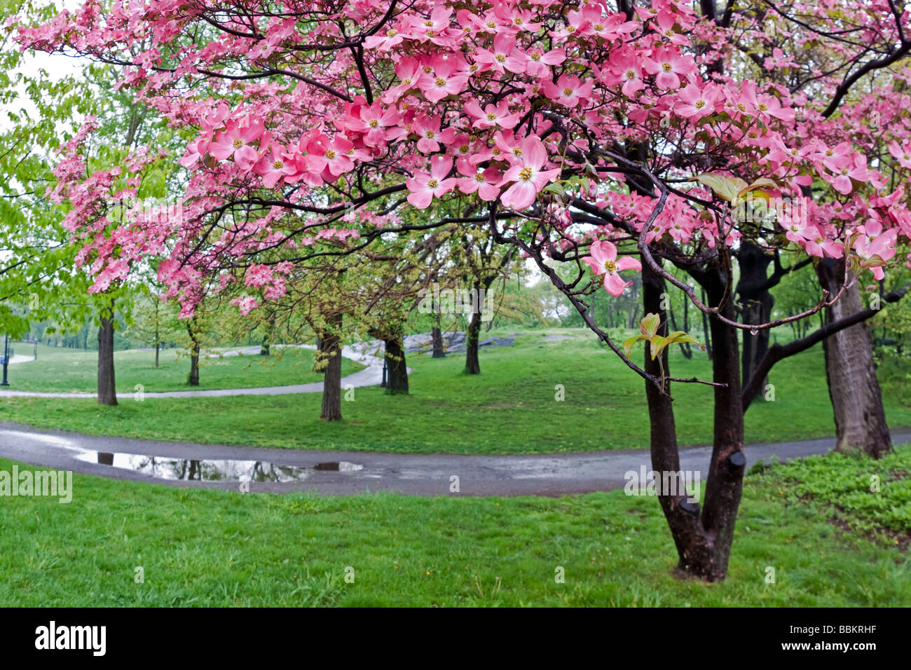 Flowering Dogwood Cornus Florida in the spring in Central Park New York ...