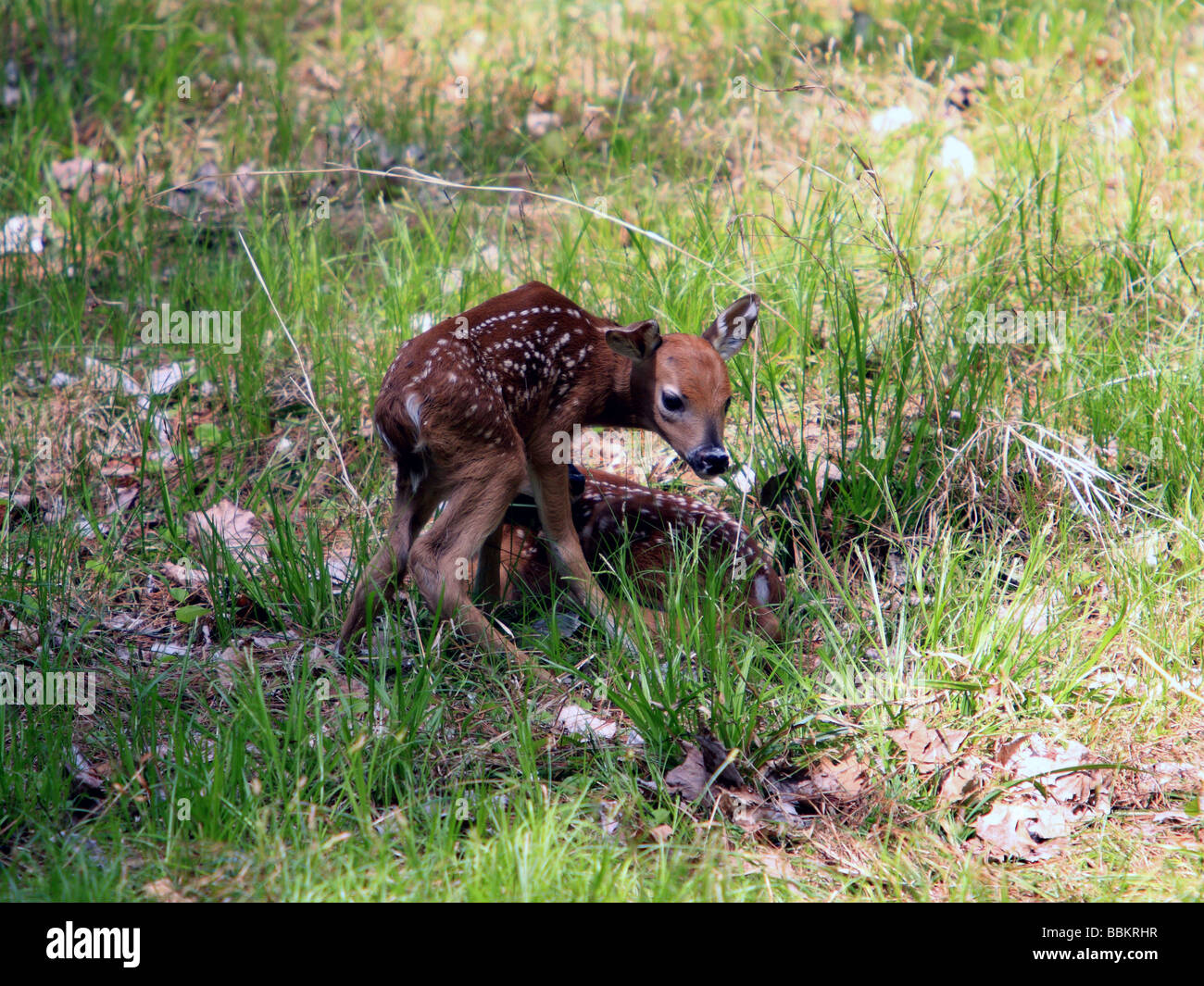 Sleeping fawn hi-res stock photography and images - Alamy