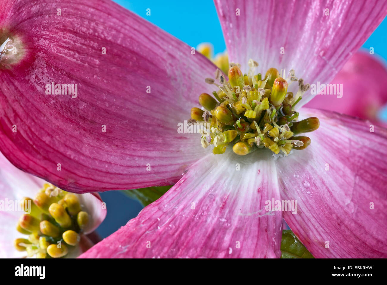 Cornus florida dogwood in hi-res stock photography and images - Alamy