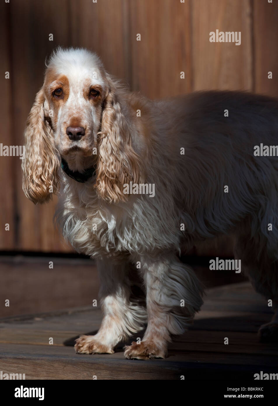 English cocker hi-res stock photography and images - Alamy