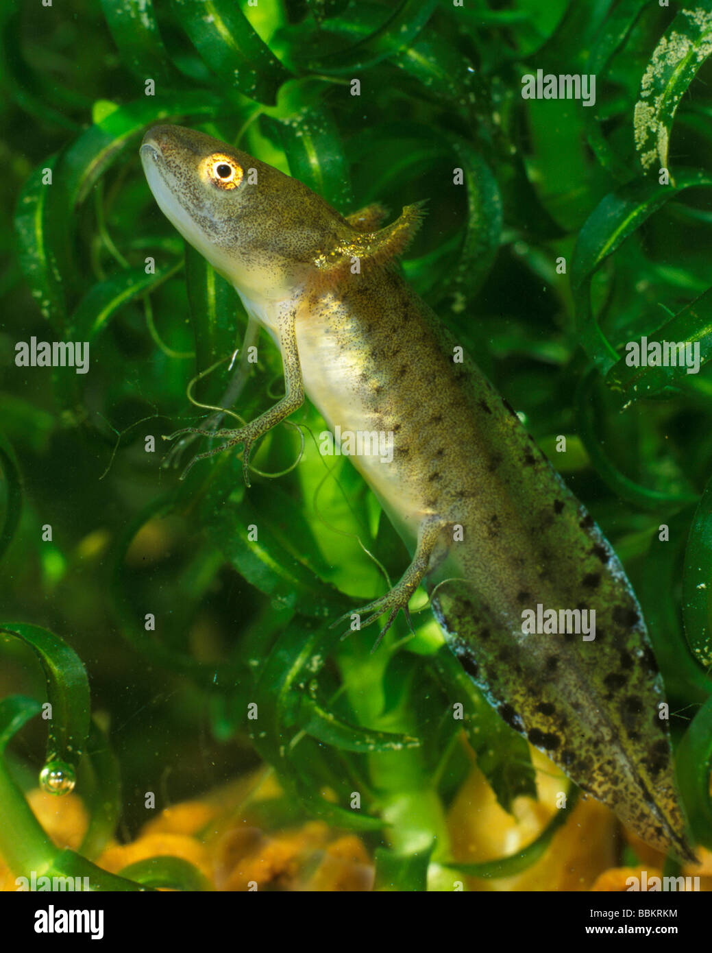 GREAT CRESTED NEWT JUVENILE UNDERWATER SIDE VIEW Stock Photo - Alamy