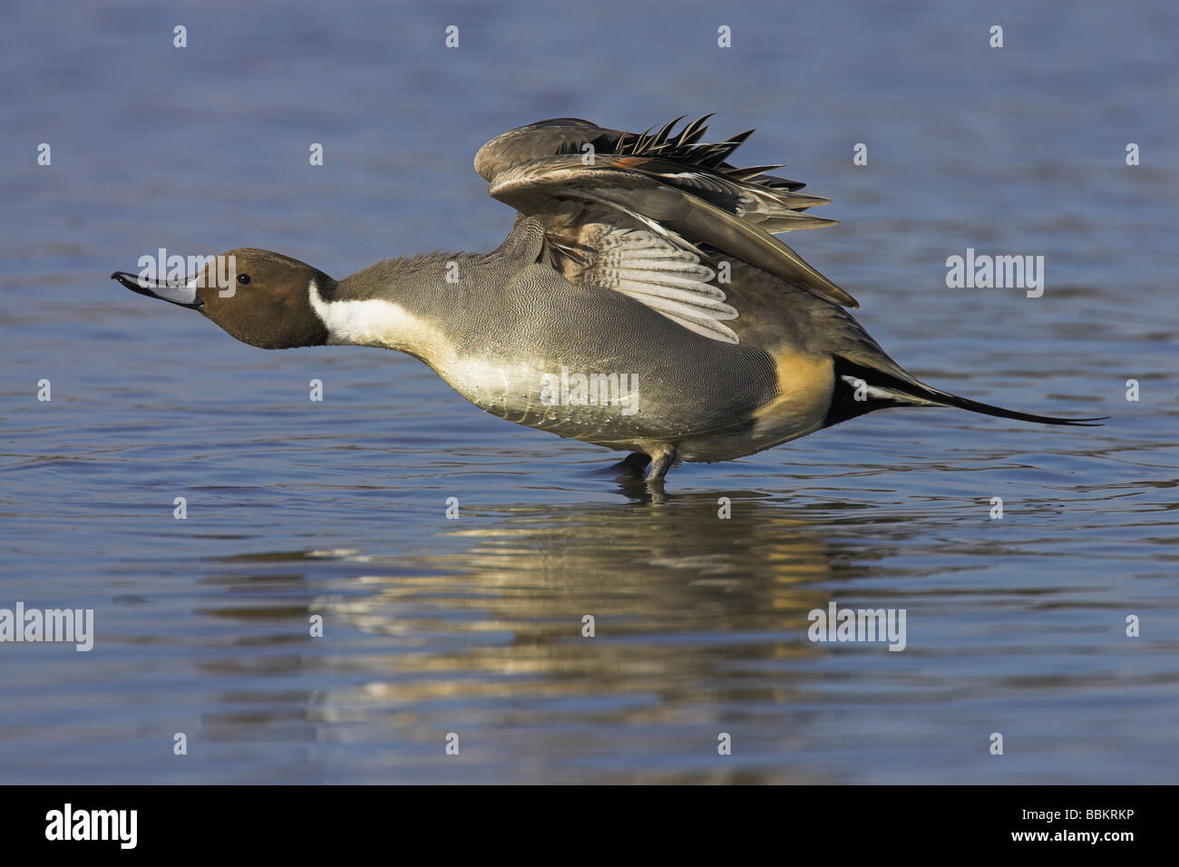 (Northern) Pintail Anas acuta male wing-stretching at Slimbridge WWT ...