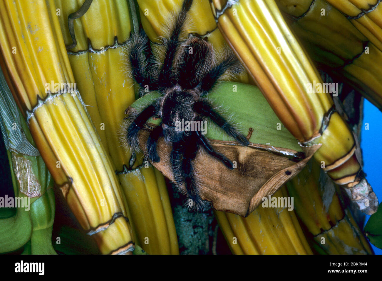 Tarantula spider in the bay islands of honduras Stock Photo - Alamy