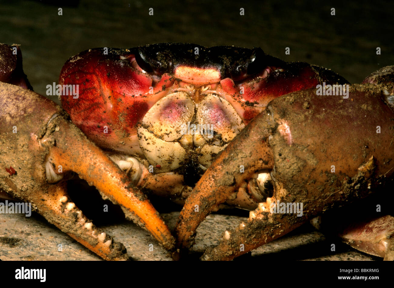 Giant land crab on Half moon Caye in Belize Stock Photo - Alamy
