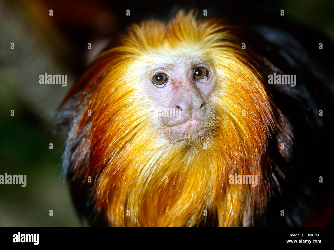 Golden headed Lion Tamarin Leontopithecus chrysomelas in Central Park ...