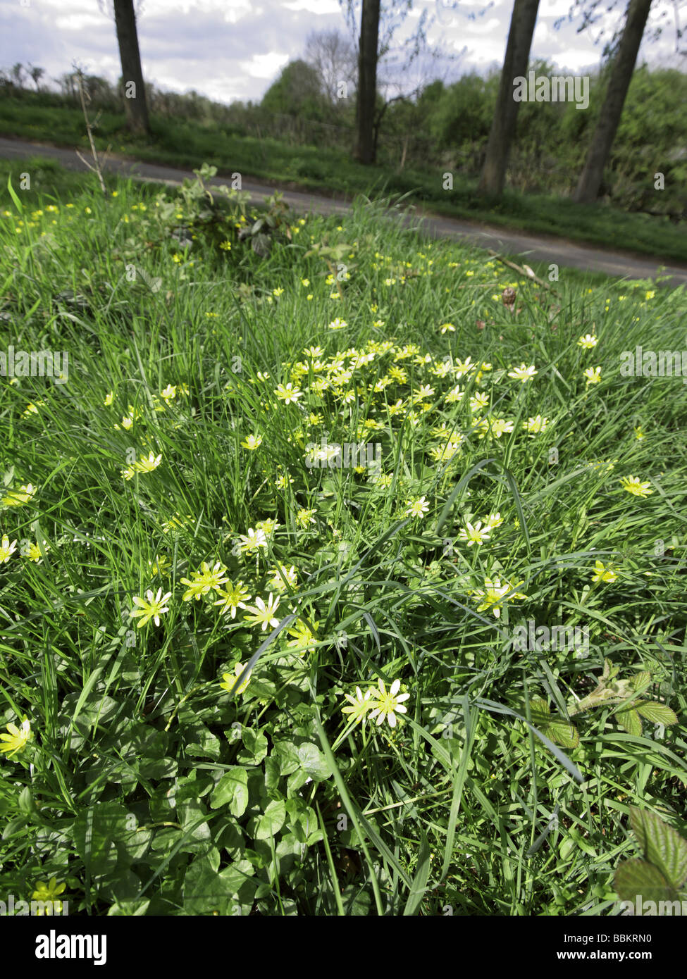 a low angle shot of wild flowers in a wood Stock Photo - Alamy