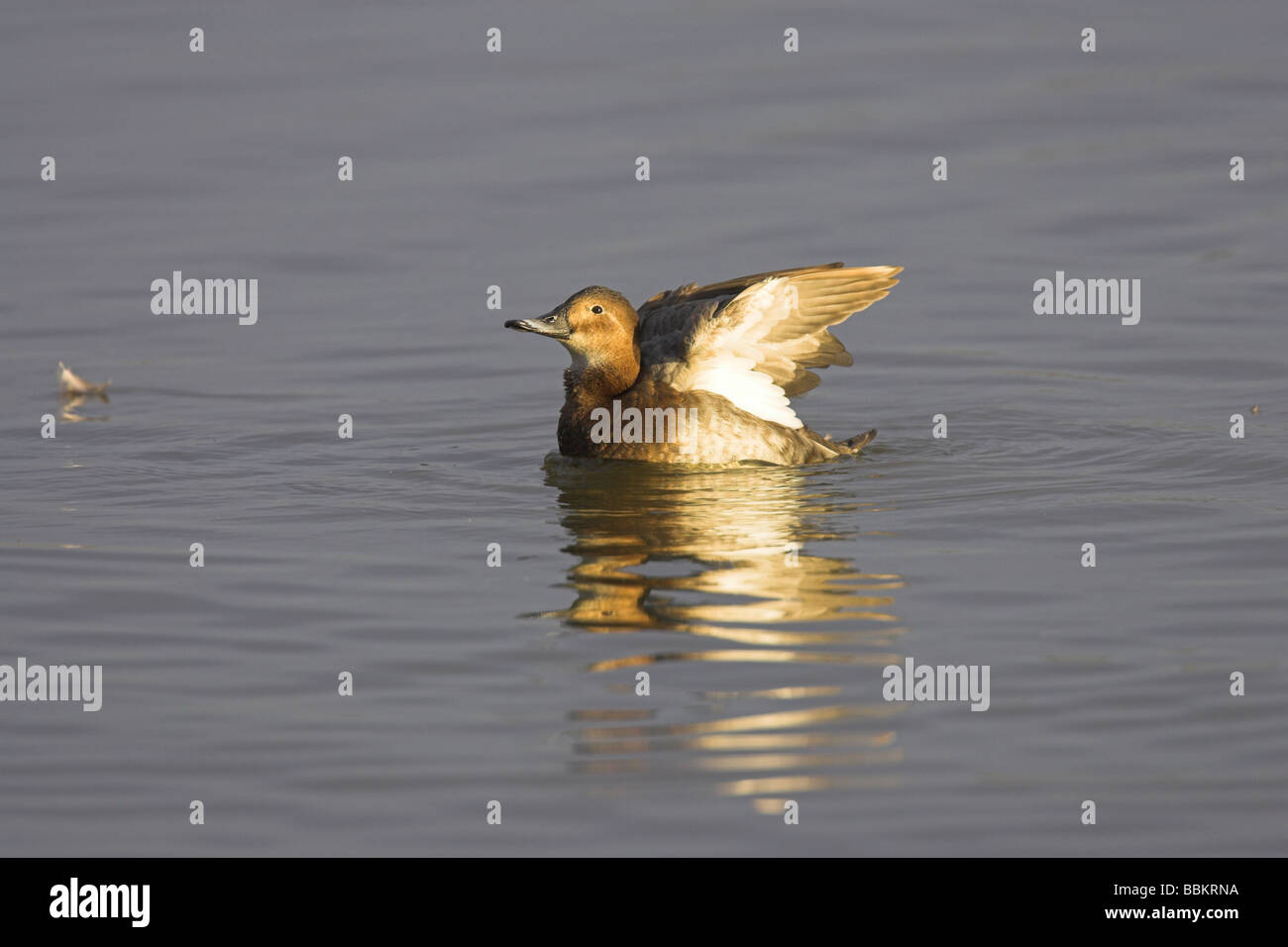 Wing stretching wings raised hi-res stock photography and images - Alamy