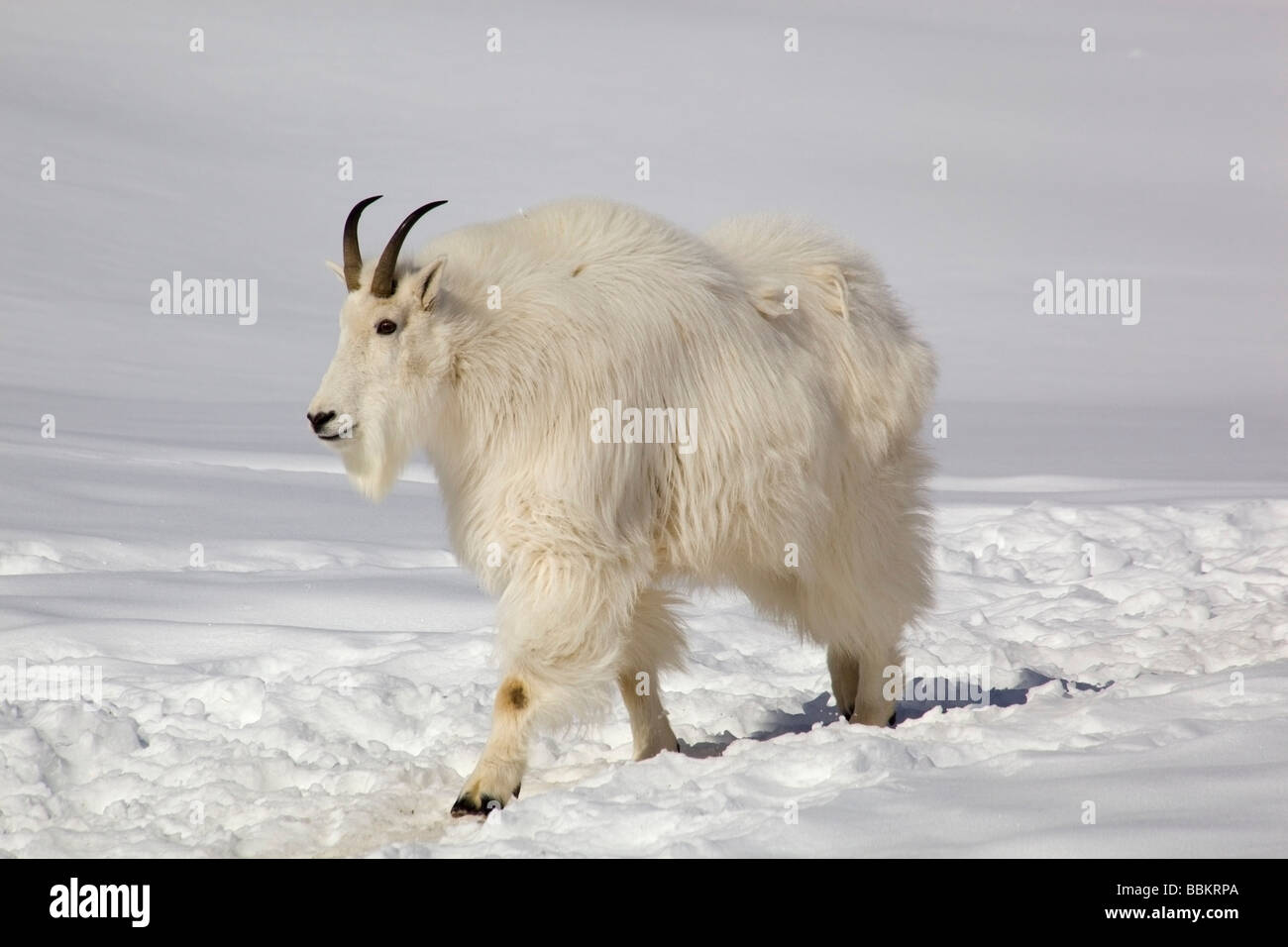 Female Mountain Goat (Oreamnos americanus), Rocky Mountain Goat, nanny ...