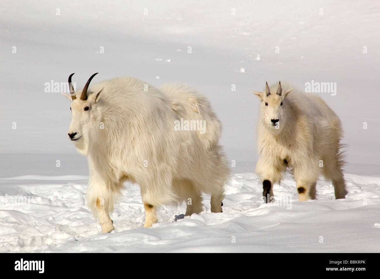 Mountain Goat (Oreamnos americanus), Rocky Mountain Goat, female and ...