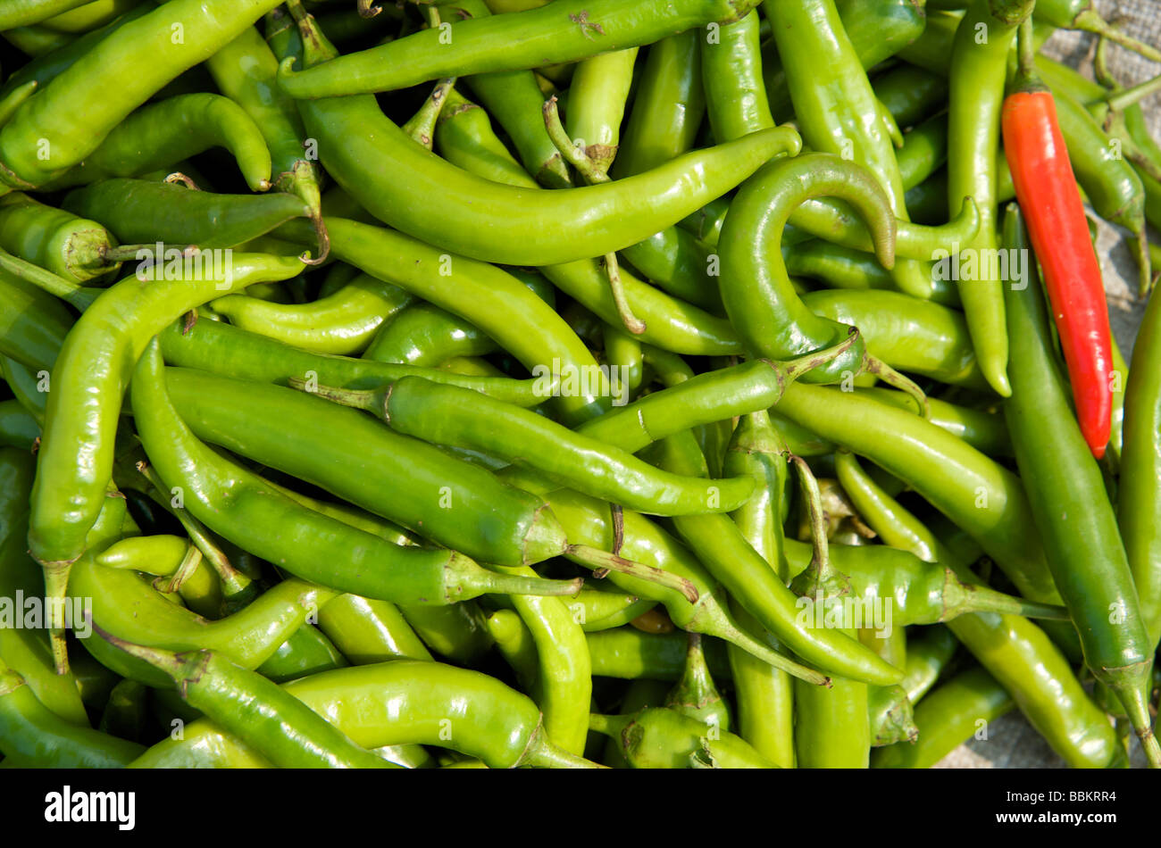 A red chilli stands out on a pile of green chillies on a market stall ...