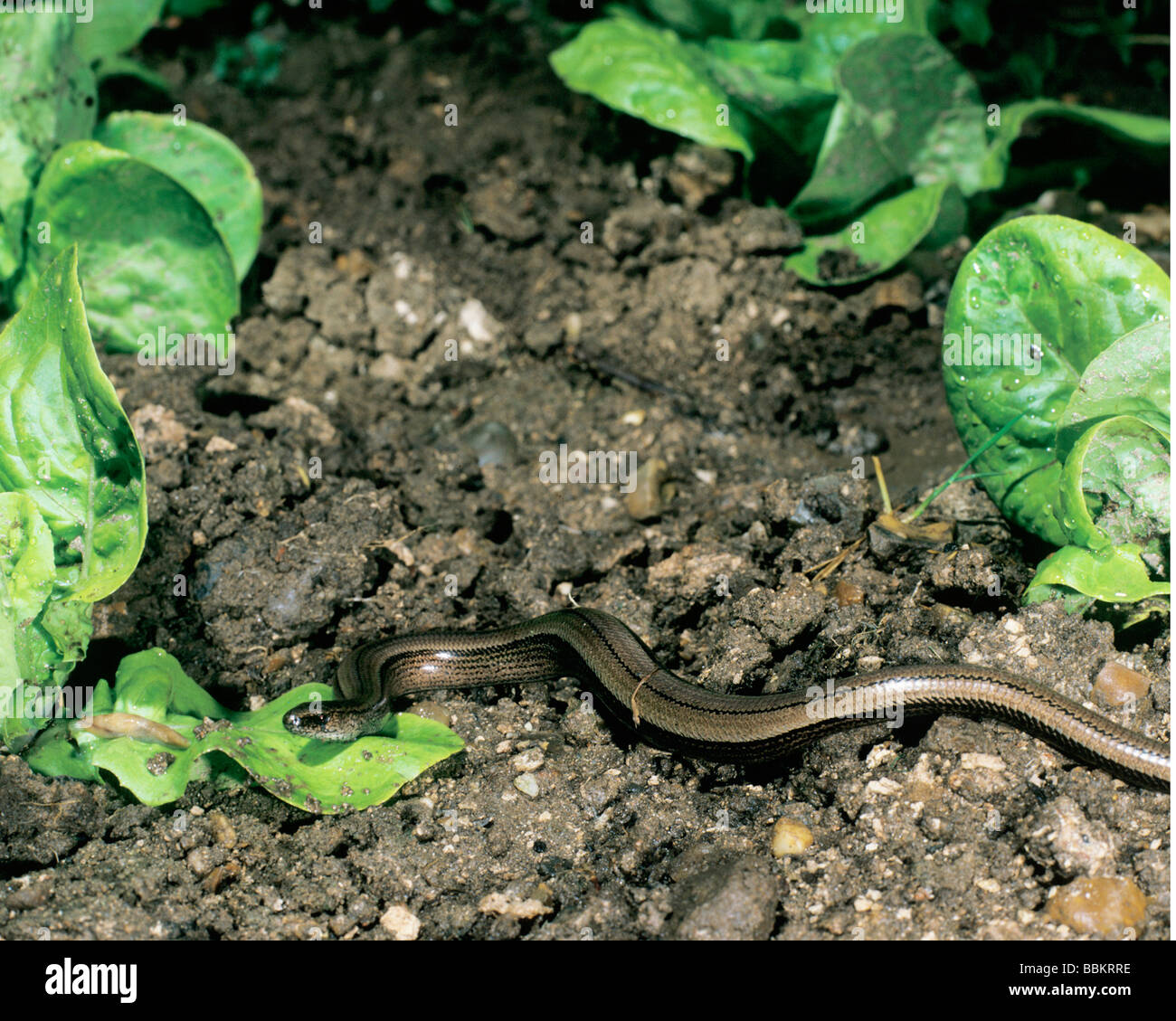 SLOW WORM Anguis fragilis ABOUT TO CATCH SLUG ON LETTUCE Stock Photo ...