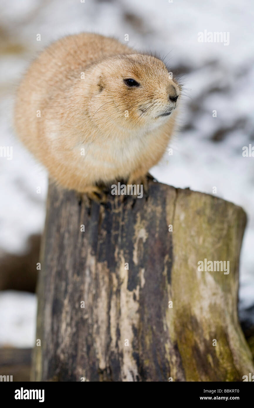 Cynomys mammals animals wildlife hi-res stock photography and images ...
