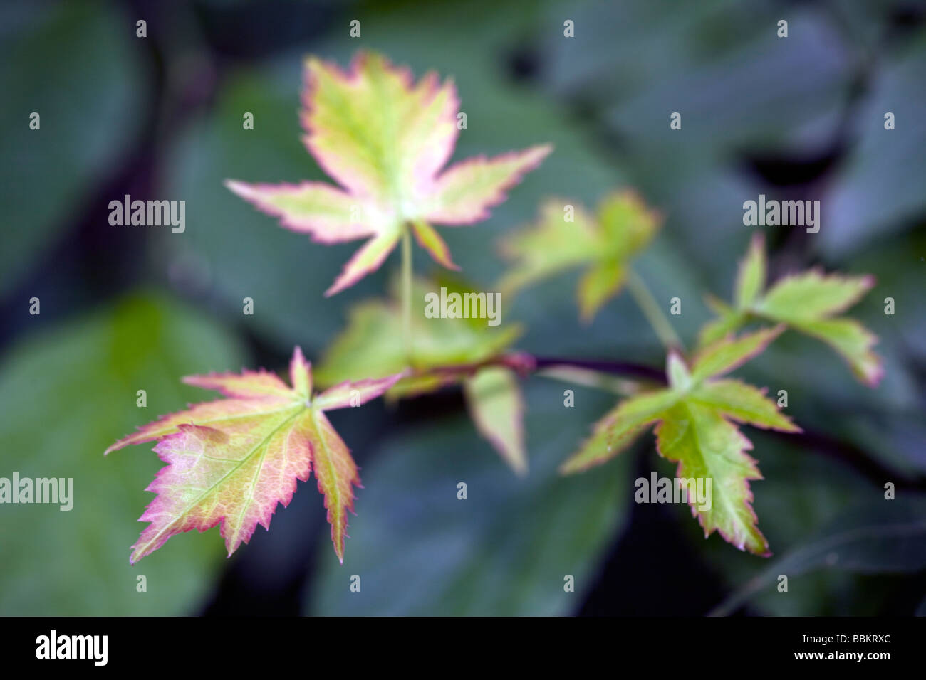 Maple branch young leaves in hi-res stock photography and images - Alamy