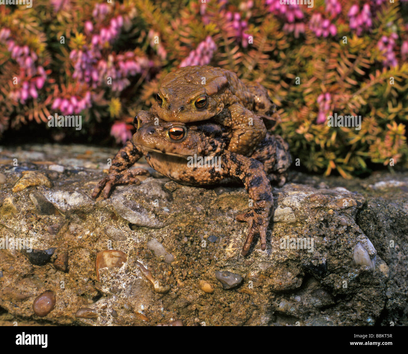 COMMON TOAD Bufo bufo PAIR IN AMPLEXUS Stock Photo - Alamy