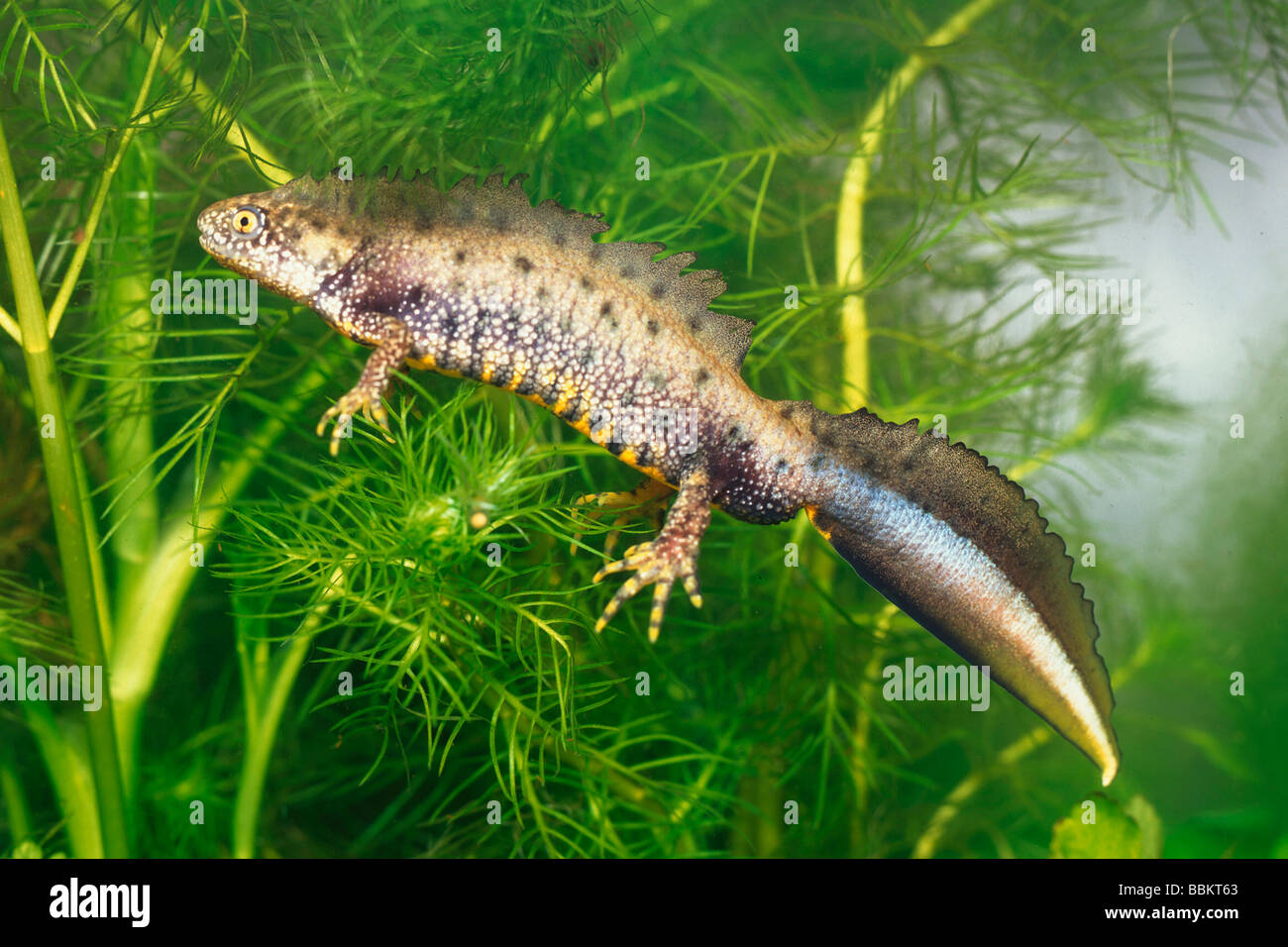 GREAT CRESTED NEWT MALE UNDERWATER SIDE VIEW Stock Photo - Alamy