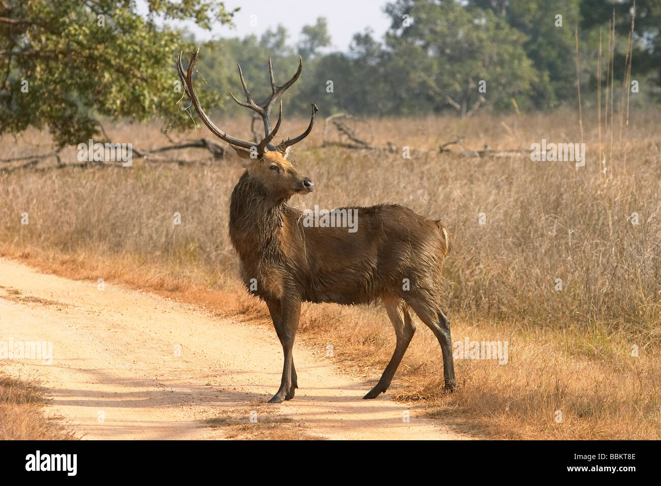 Barasingha hi-res stock photography and images - Alamy