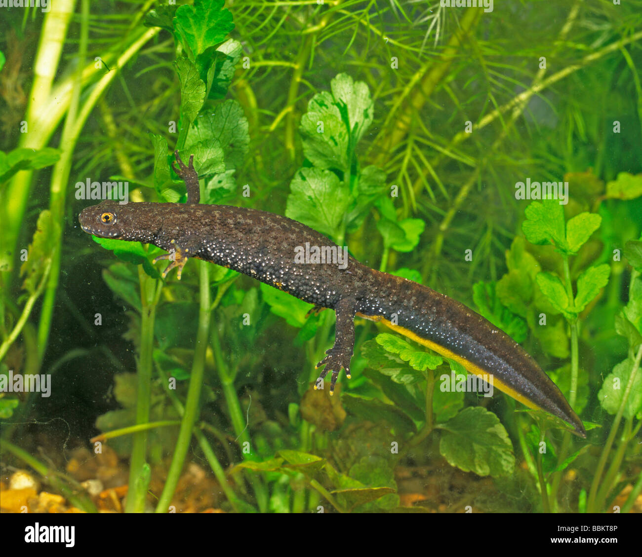 Great crested newt female hi-res stock photography and images - Alamy