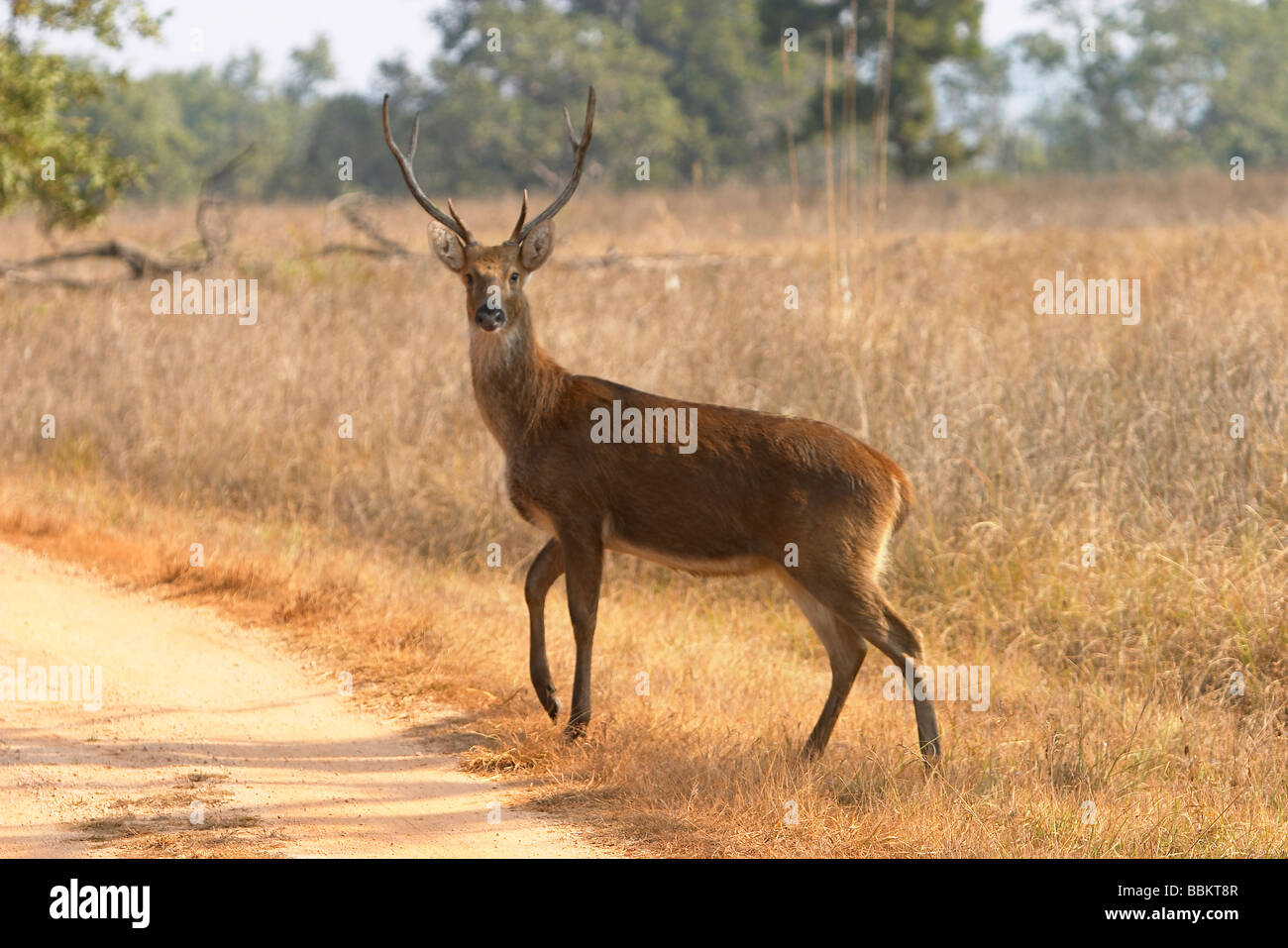 Young Barasingha walking in the jungle Stock Photo - Alamy