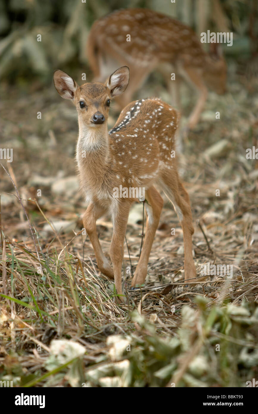 Deer calf with spots hi-res stock photography and images - Alamy