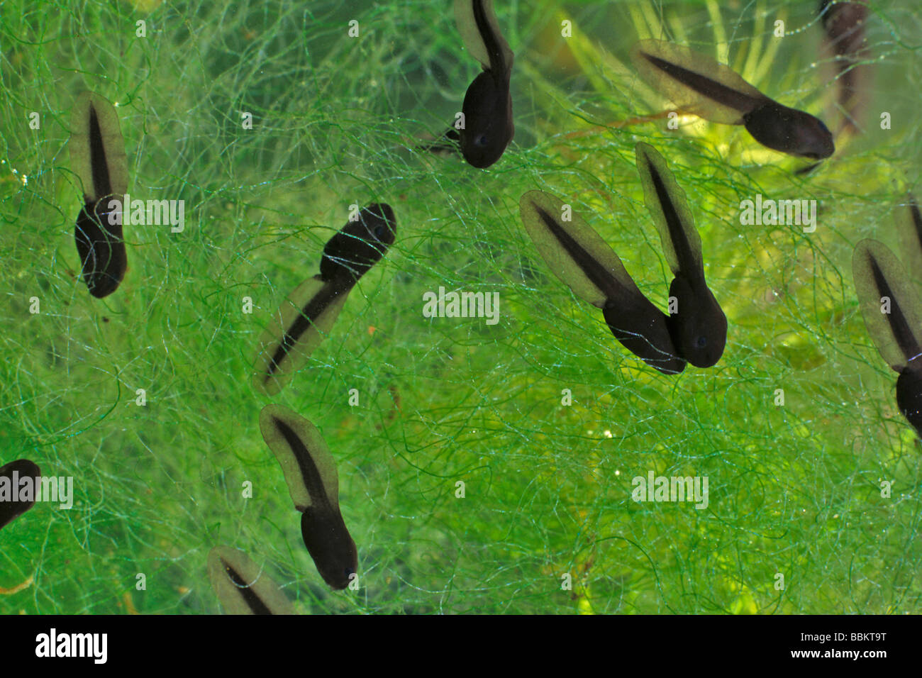 Bufo bufo tadpoles hi-res stock photography and images - Alamy