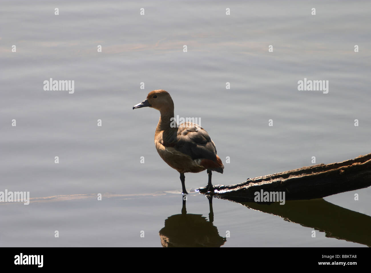 Bird backview hi-res stock photography and images - Alamy