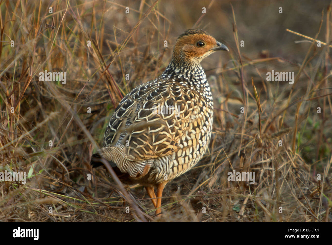 Painted Francolin, Francolinus pictus, Kanha National park, Madhya ...