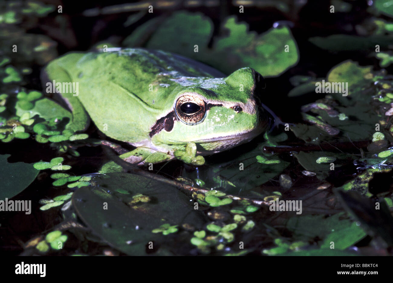 Stripeless tree frog hi-res stock photography and images - Alamy