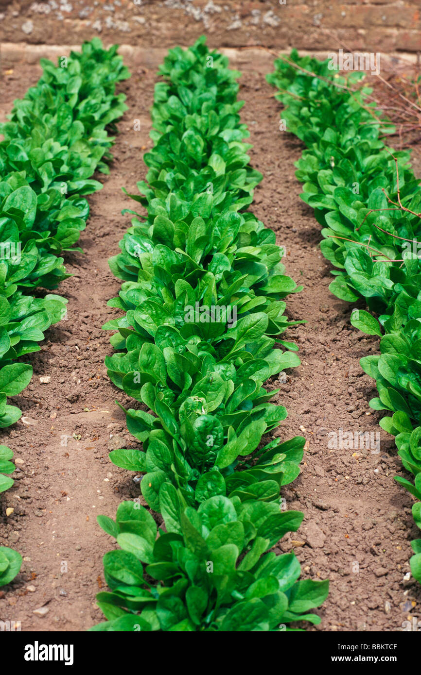 USING DUST MULCH TO CONTROL WEEDS BETWEEN ROWS OF LETTUCE Stock Photo ...
