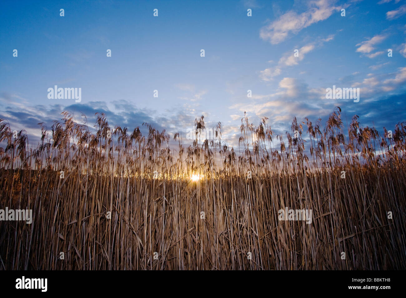 Tamar estuary hi-res stock photography and images - Alamy