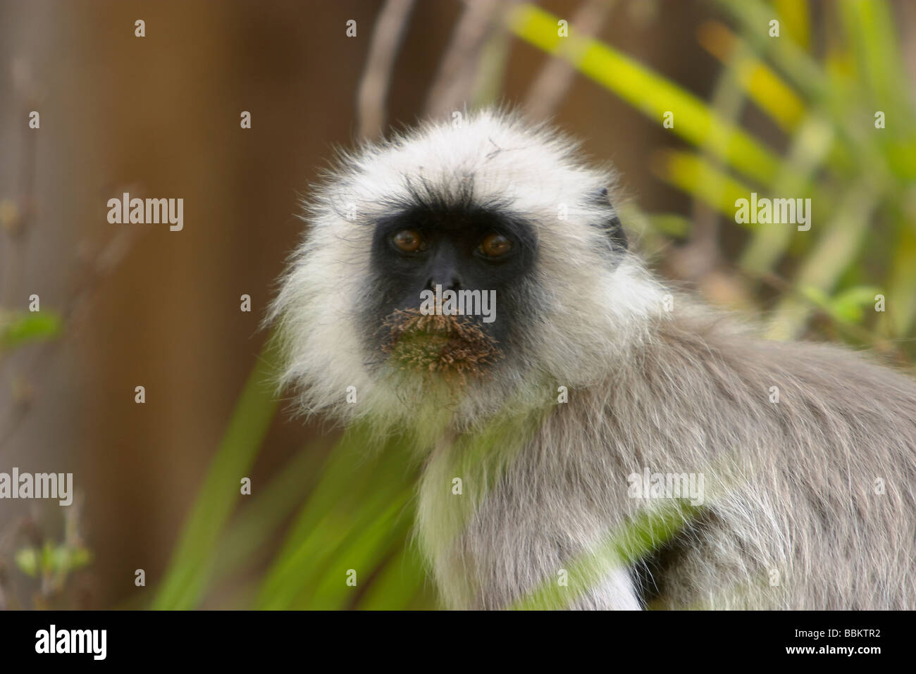 Gray monkey looking at the camera Stock Photo - Alamy
