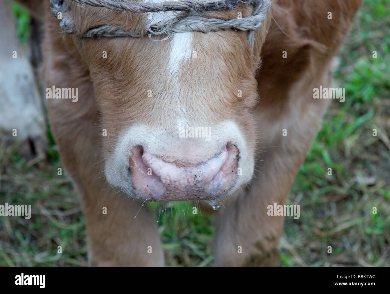 A cows muzzle close up Stock Photo - Alamy