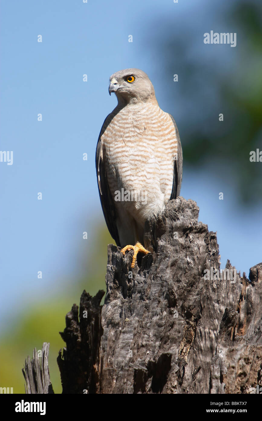 Female shikra hi-res stock photography and images - Alamy