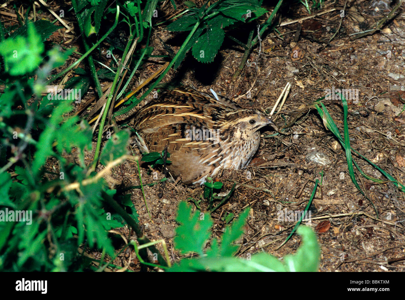 Common Quail (Coturnix coturnix) brooding in field Stock Photo - Alamy