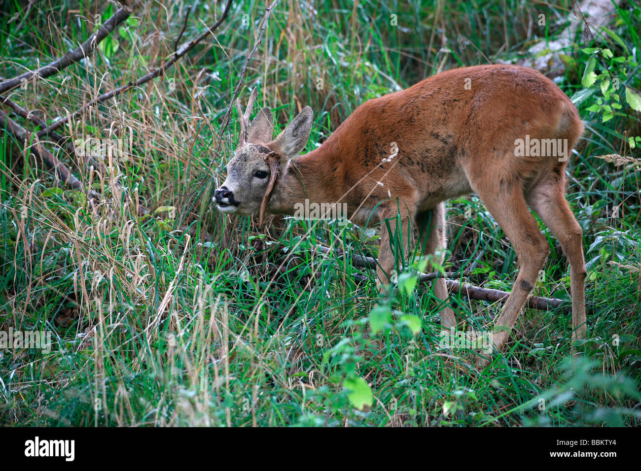 Roe Deer (Capreolus capreolus) buck with broken off antler Stock Photo ...