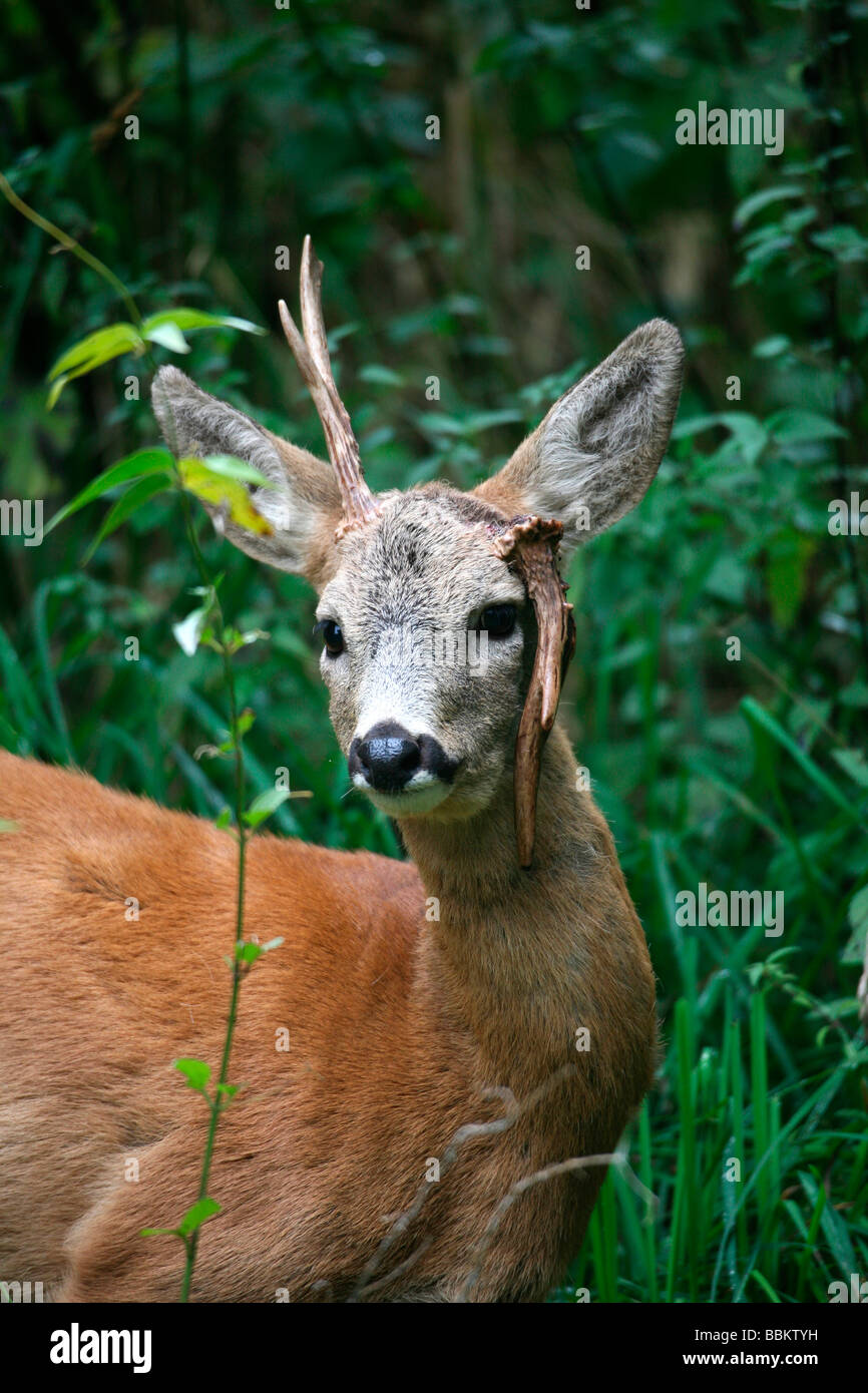 Roe Deer (Capreolus capreolus) buck with broken off antler Stock Photo ...