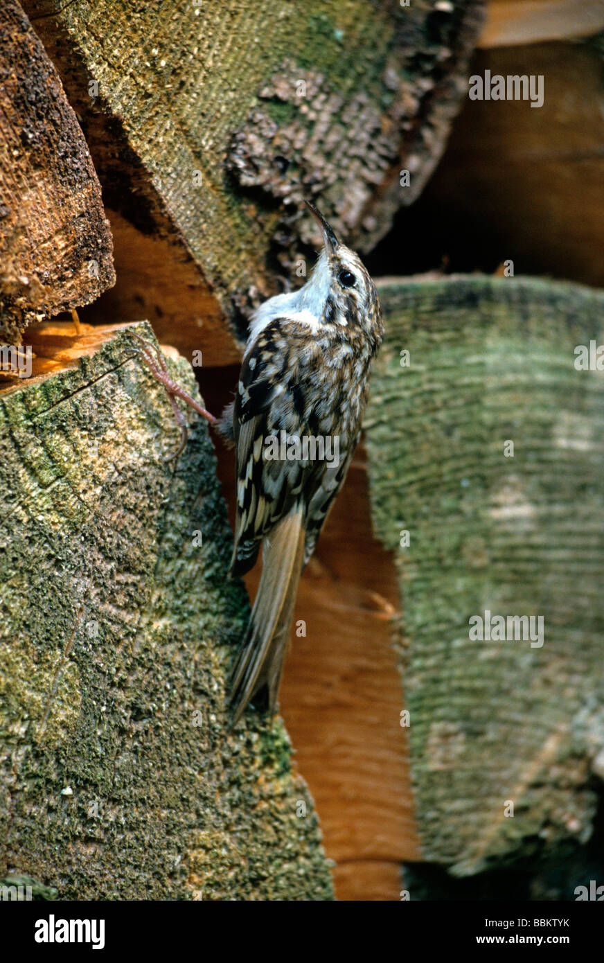 Common Treecreeper (Certhia familiaris Stock Photo - Alamy