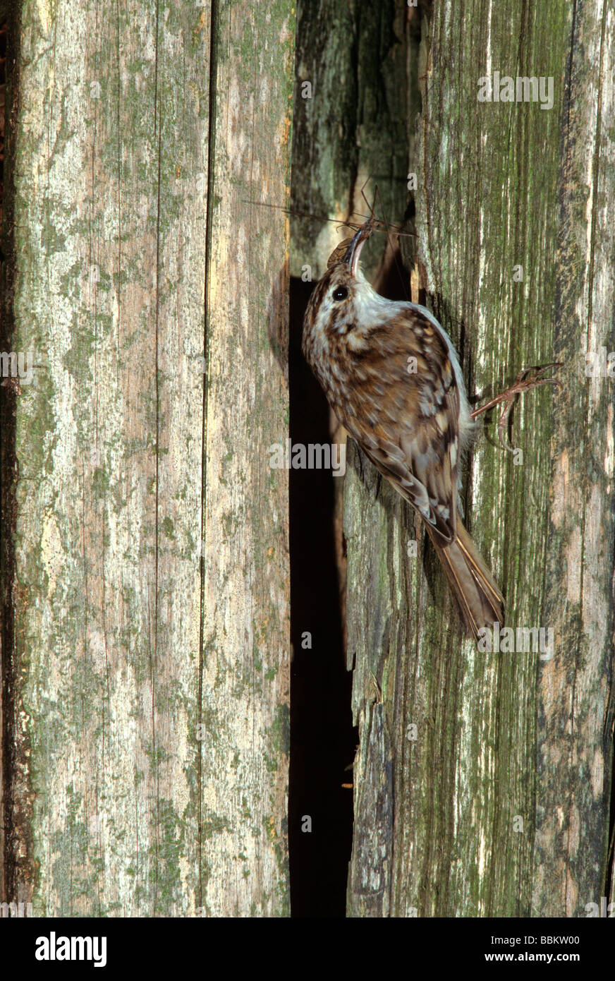 Treecreeper photos hi-res stock photography and images - Alamy