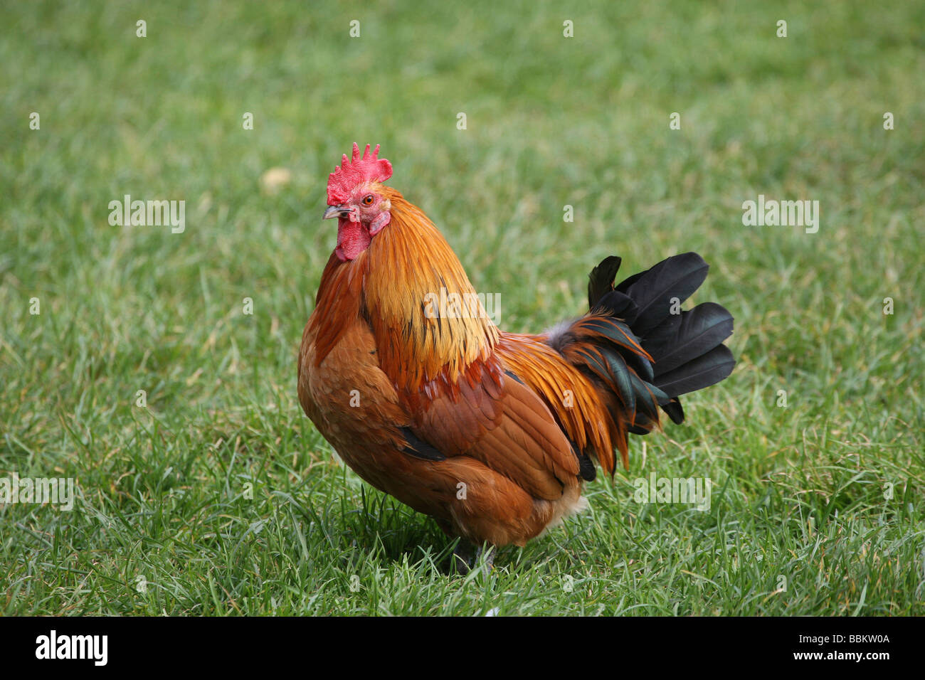 Rooster (Gallus gallus domesticus Stock Photo - Alamy